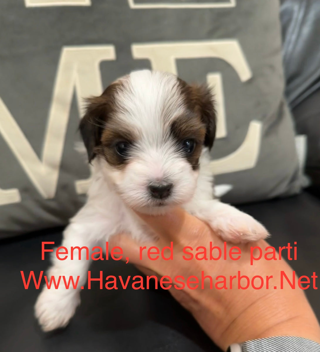 Tinkerbell's Red Sable Parti Female – havaneseharbor.net