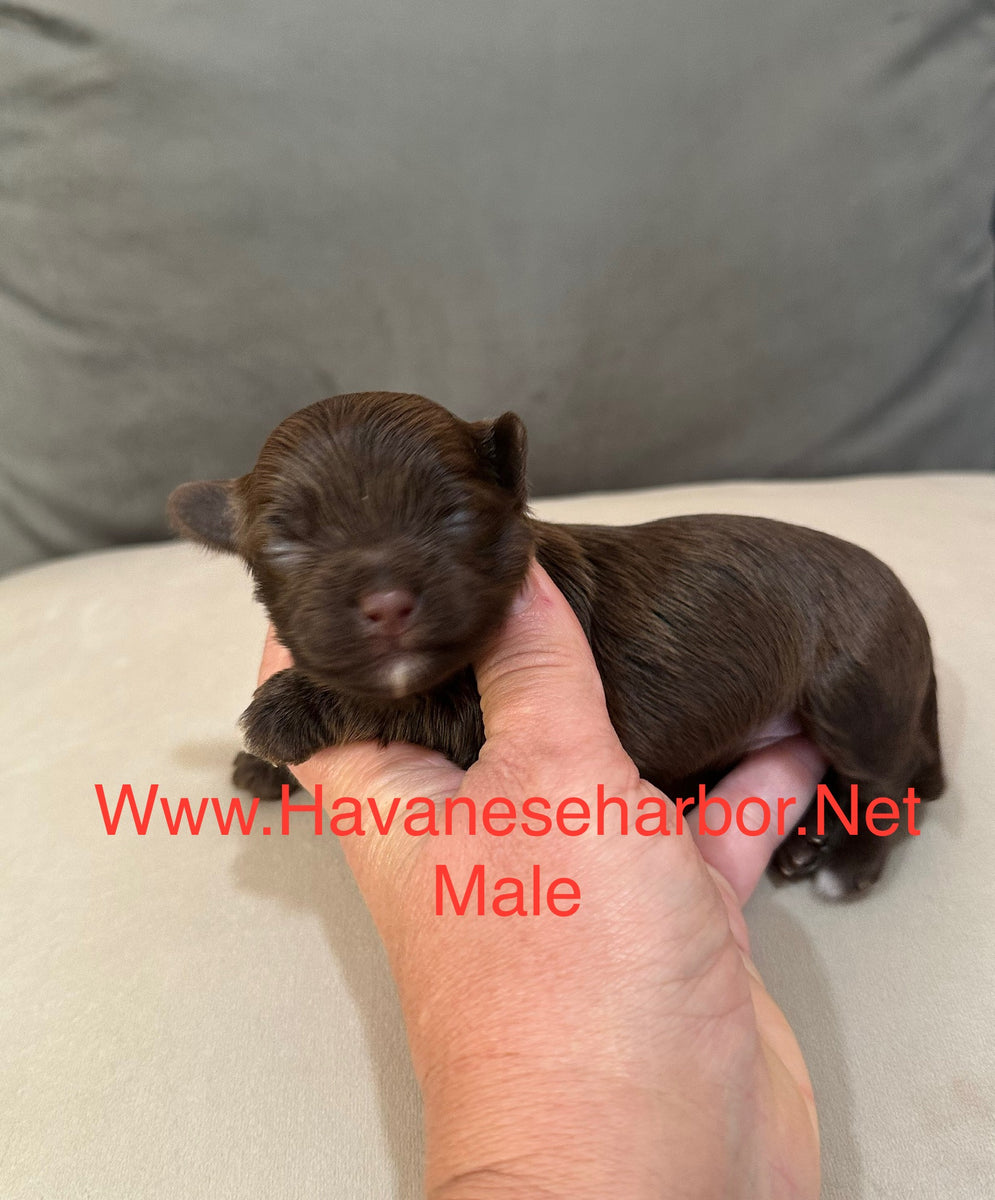 All chocolate male – havaneseharbor.net