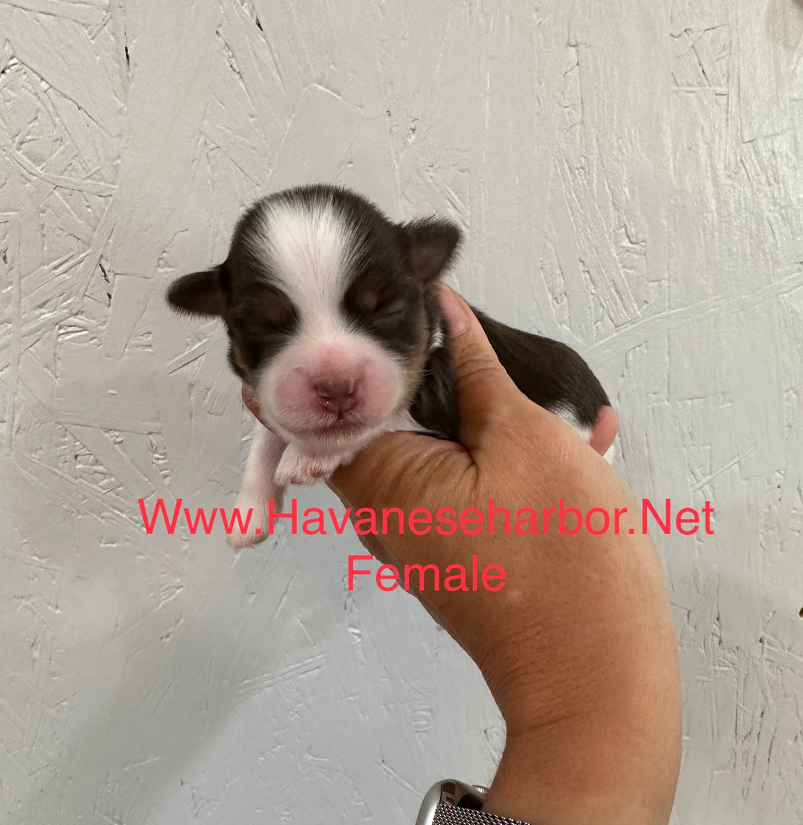 Grace’s 2023 fall litter – havaneseharbor.net