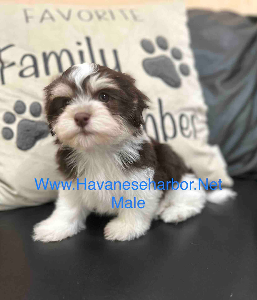 Annie's chocolate Havanese male puppy with eyebrow markings, click on ...