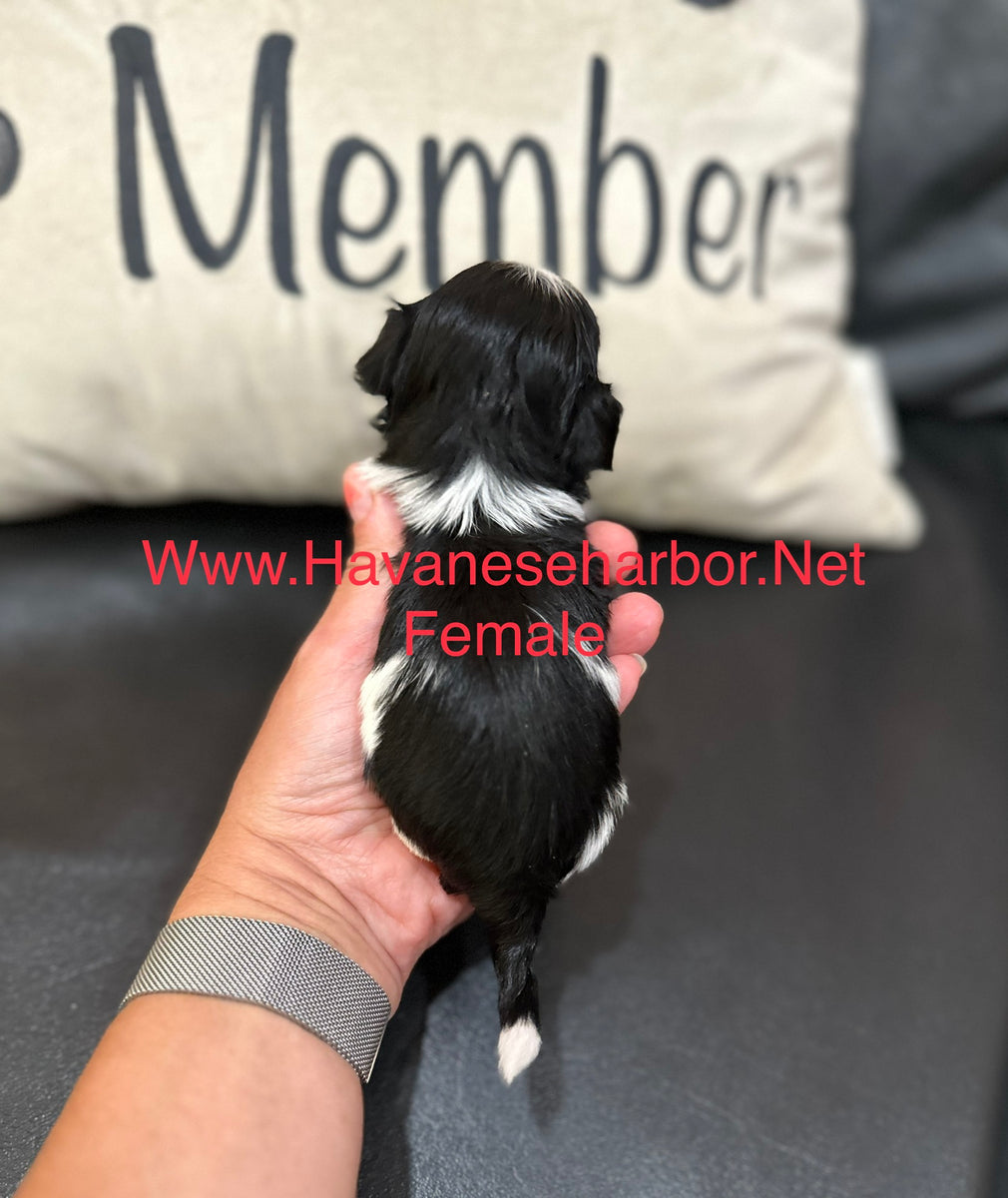 Betty's Black and White Parti Havanese Female Puppy – havaneseharbor.net