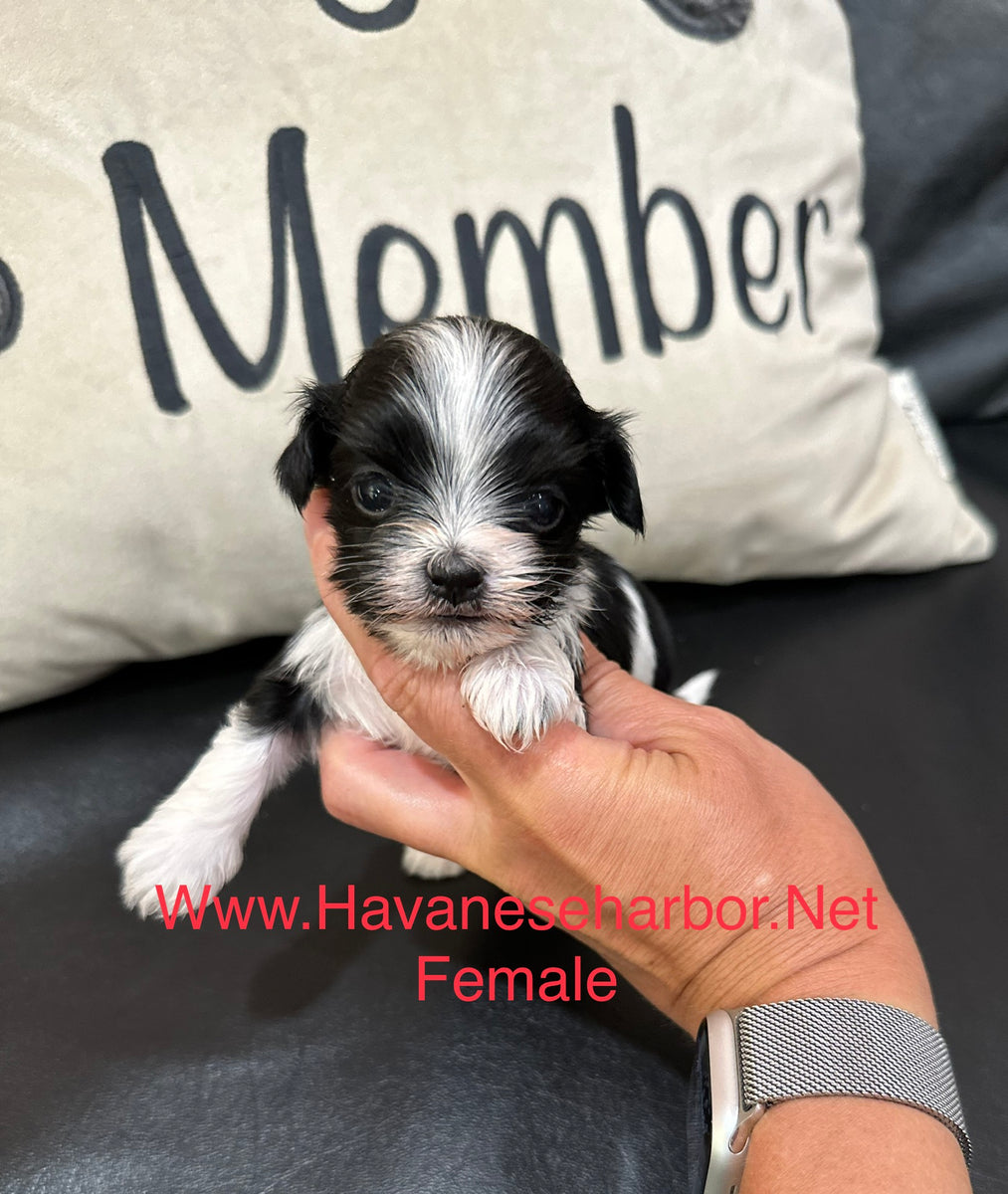 Betty's Black and White Parti Havanese Female Puppy – havaneseharbor.net